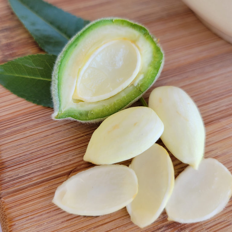 Green Almond Stages – Green Almonds